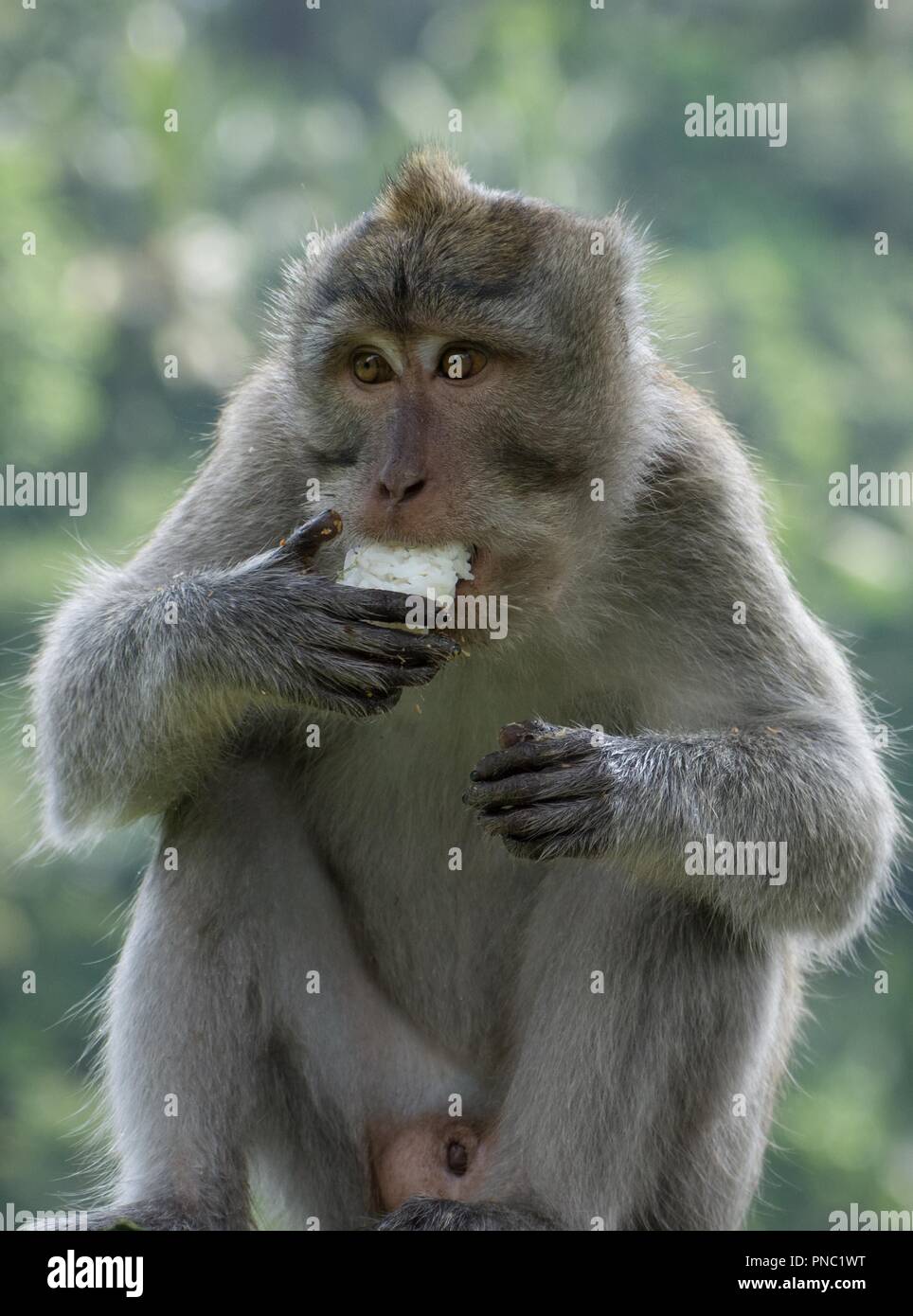 Moneky face hi-res stock photography and images - Alamy