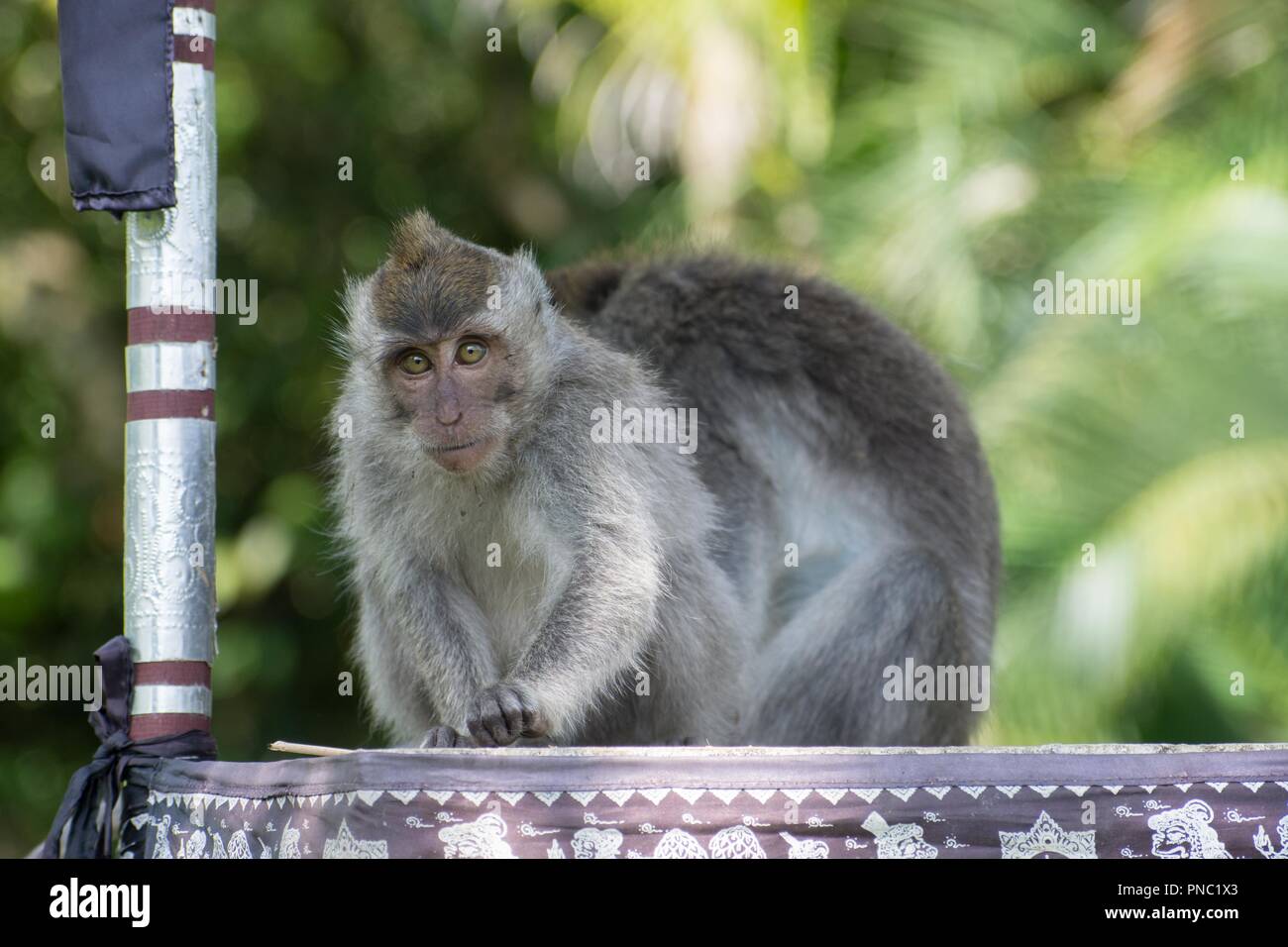 Moneky face hi-res stock photography and images - Alamy