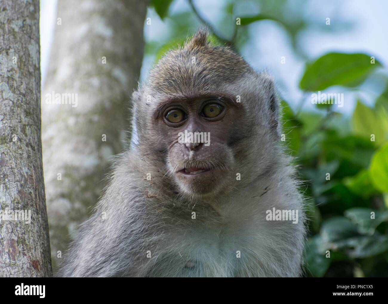 Moneky face hi-res stock photography and images - Alamy
