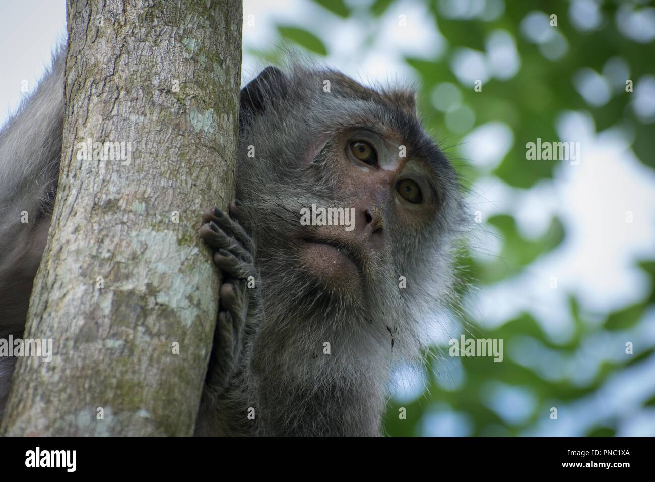 Moneky face hi-res stock photography and images - Alamy