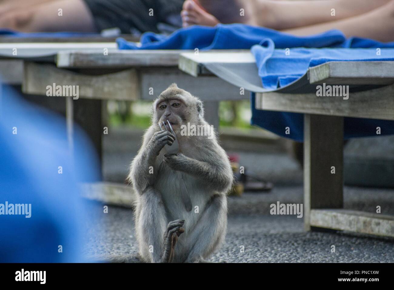 Moneky face hi-res stock photography and images - Alamy