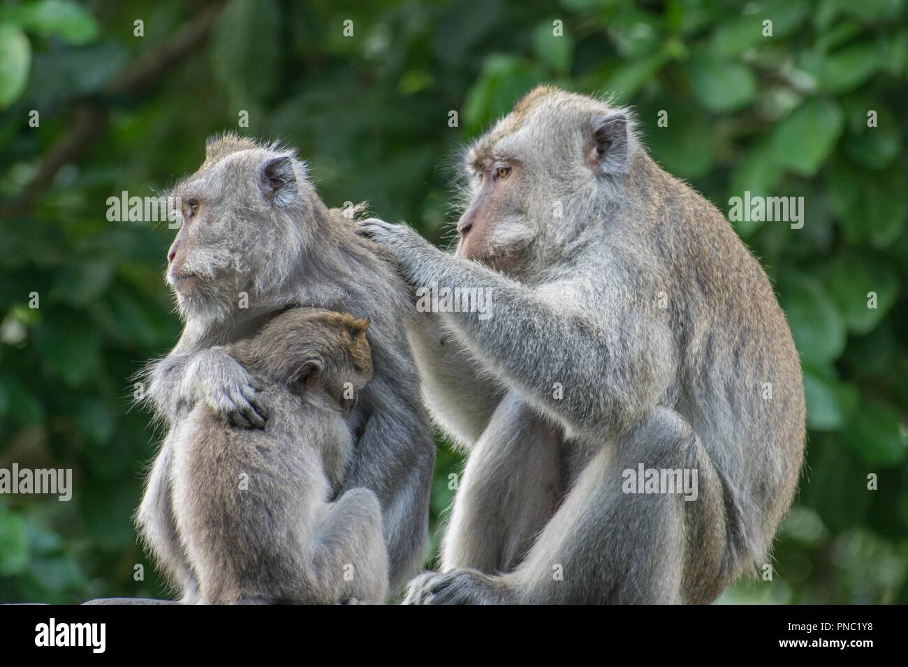 Moneky face hi-res stock photography and images - Alamy