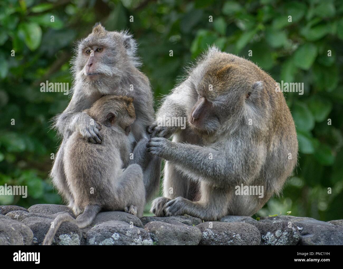 Balinese Long Tailed Monkey Stock Photo - Alamy