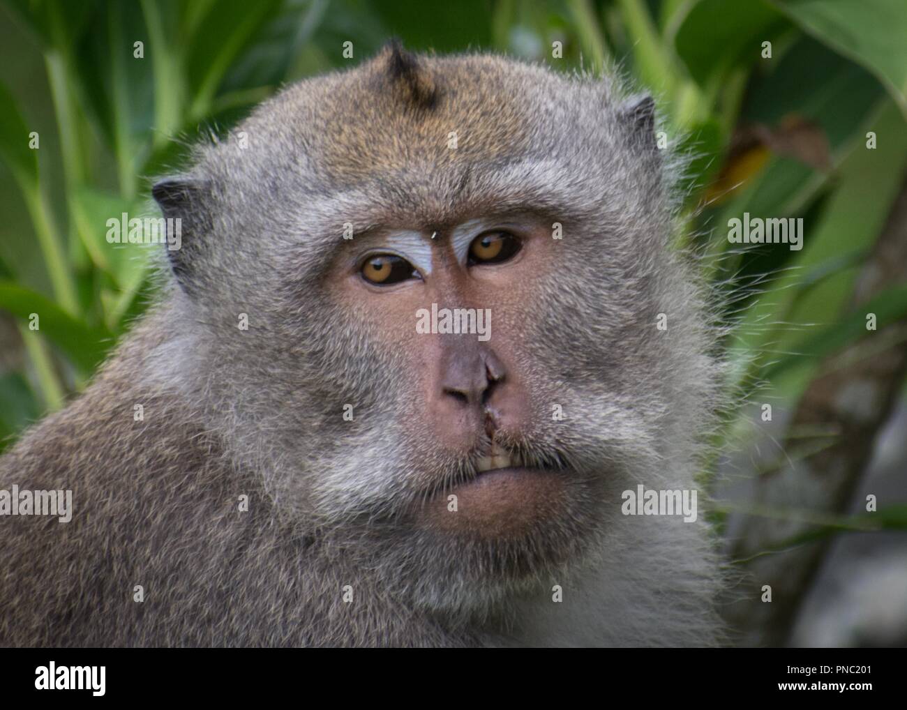 Balinese Long Tailed Monkey Stock Photo - Alamy