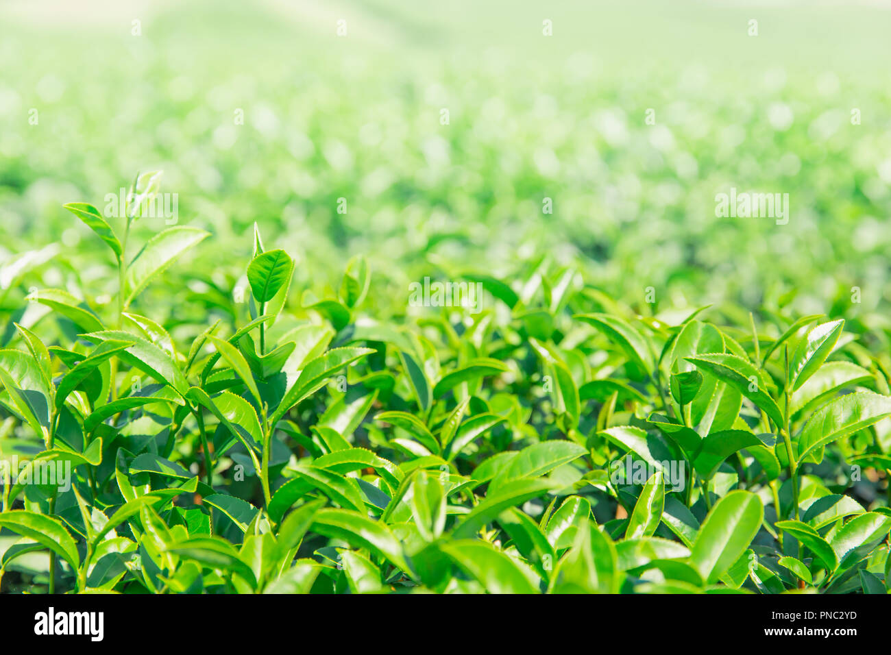 greentea leaves. green tea plant agricuture field for background Stock ...