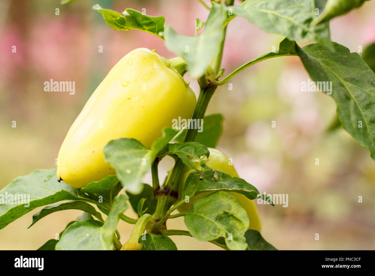 Green bell pepper growing on bush in the garden. Bulgarian or sweet ...