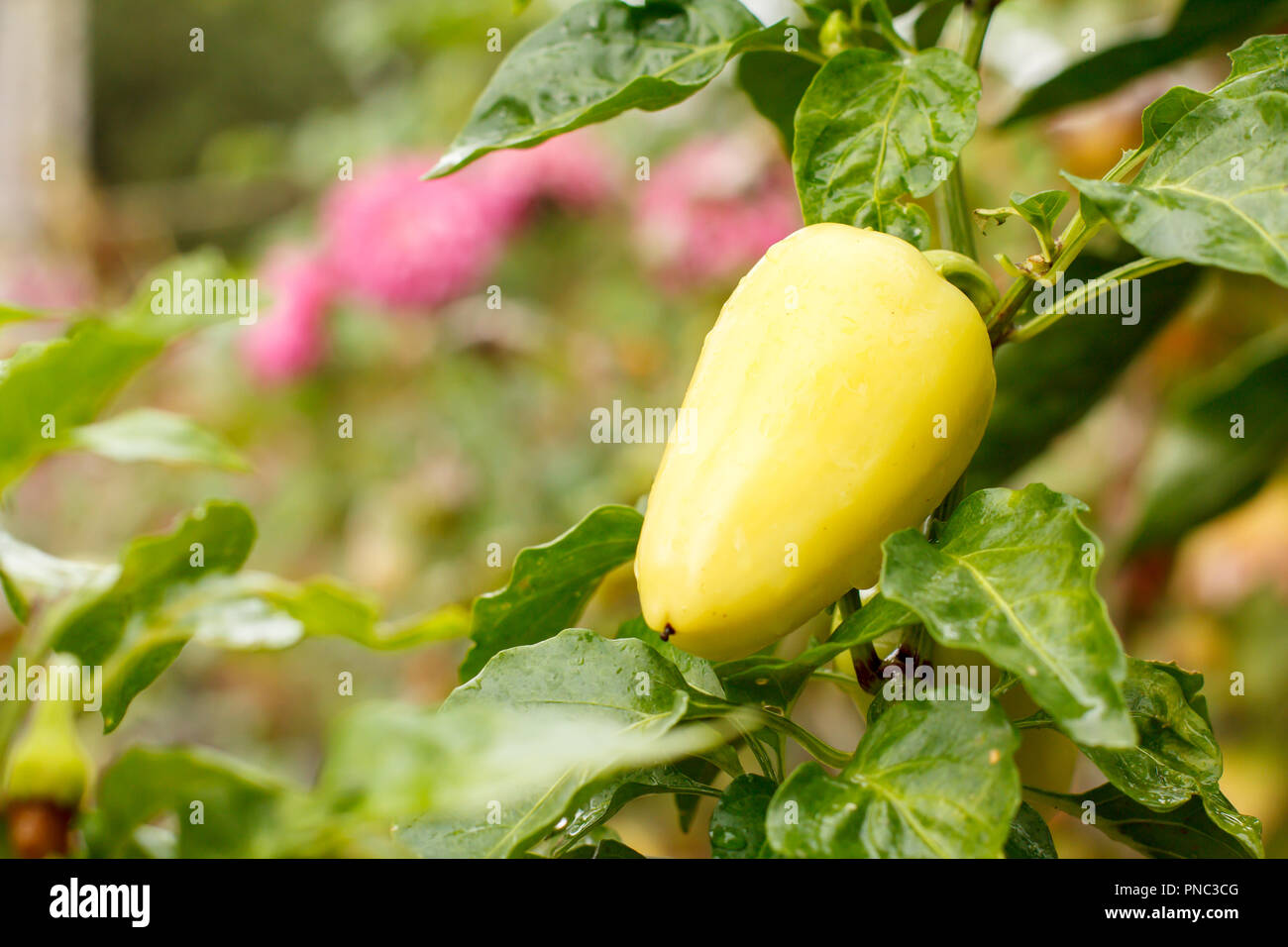 Yellow pepper field hi-res stock photography and images - Alamy