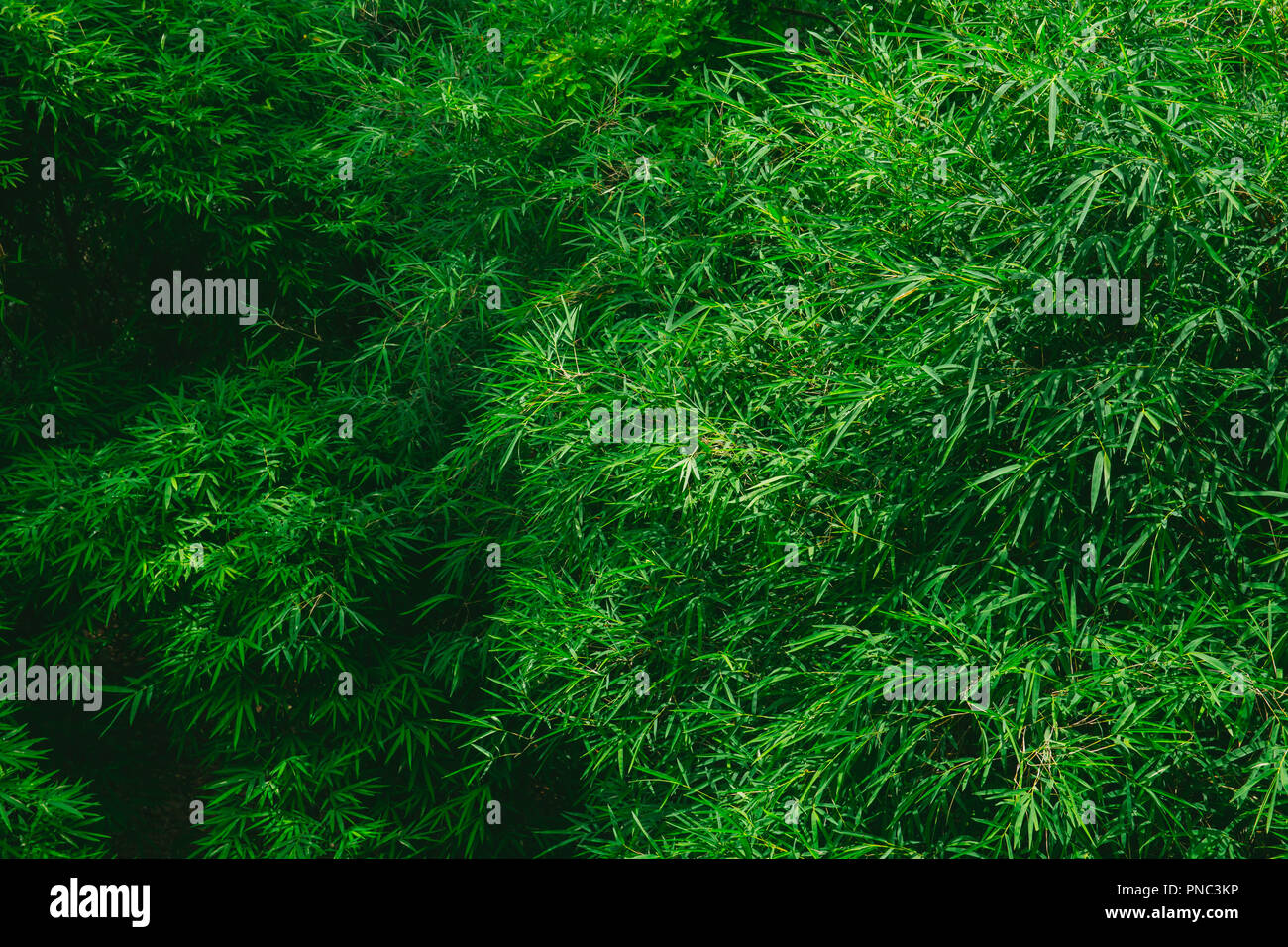 bamboo leaf for nature background Stock Photo - Alamy