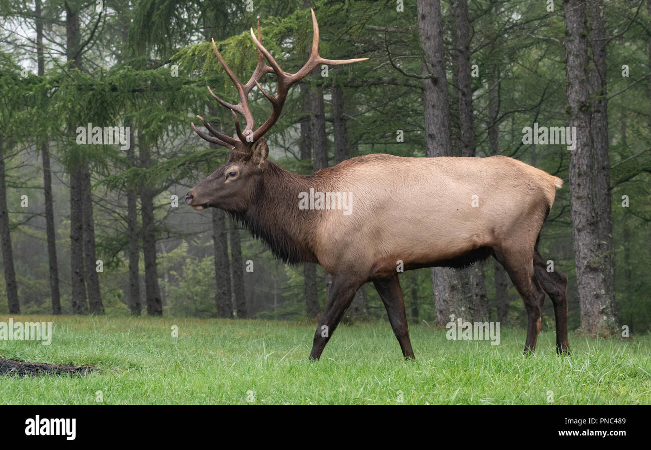 Wild Elk During Rut Stock Photo - Alamy