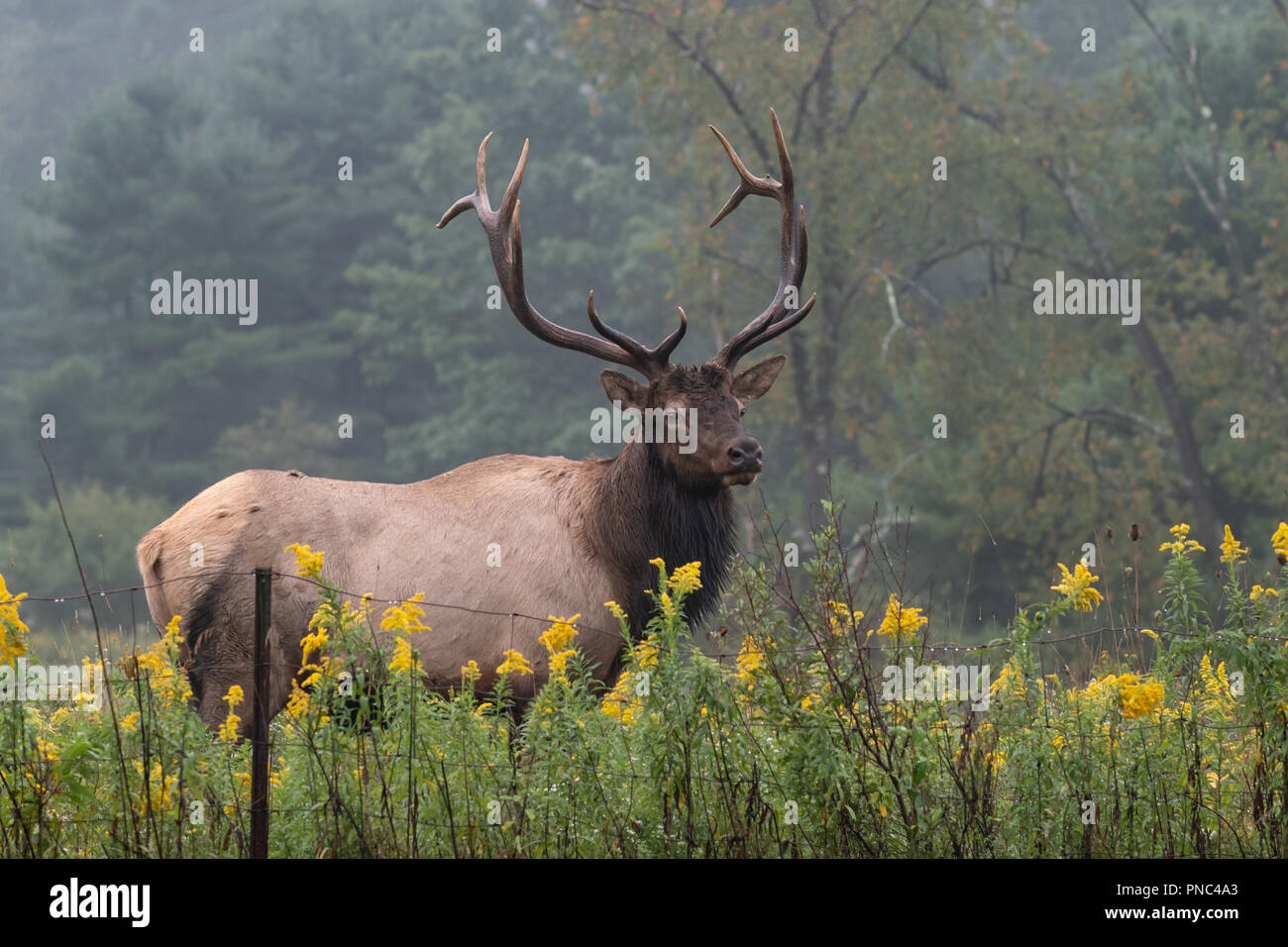 Wild Elk During Rut Stock Photo - Alamy