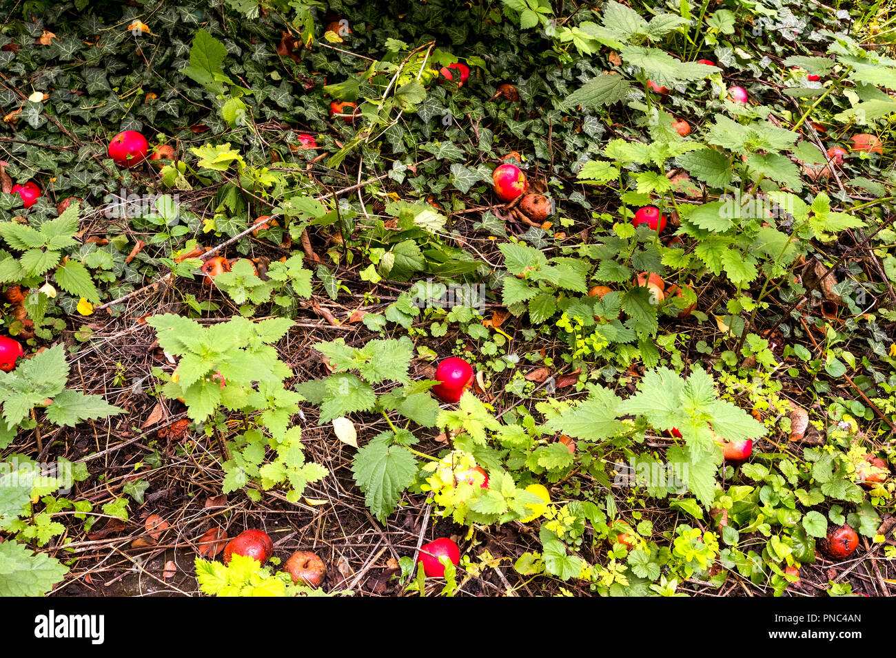 Red Discovery apples on the ground Stock Photo - Alamy
