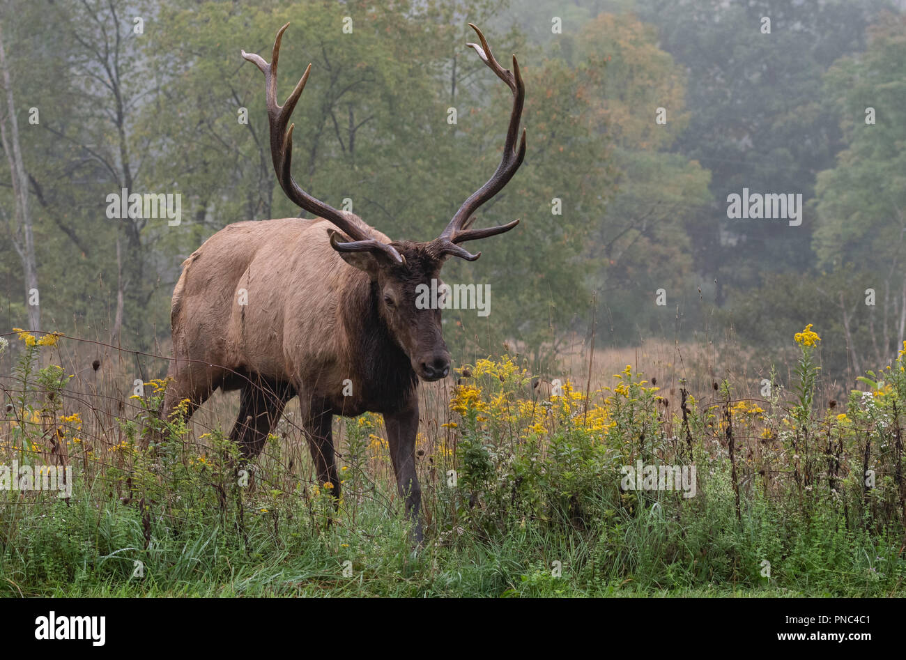 Wild Elk During Rut Stock Photo - Alamy