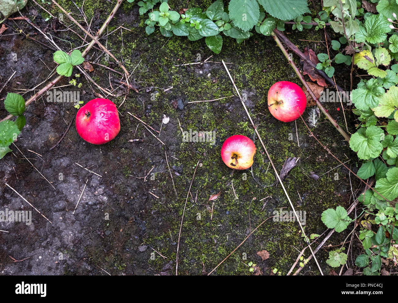 Discovery apples hi-res stock photography and images - Alamy