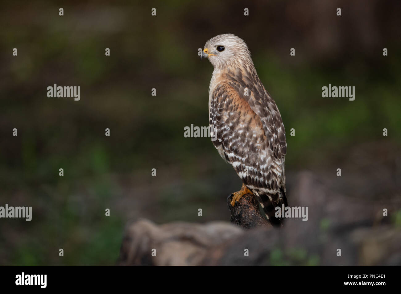 Red Shouldered Hawk Stock Photo - Alamy