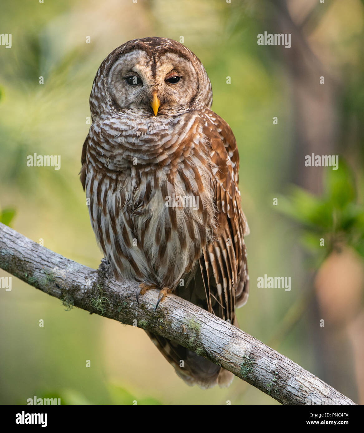 Barred Owl in the Tree Stock Photo - Alamy
