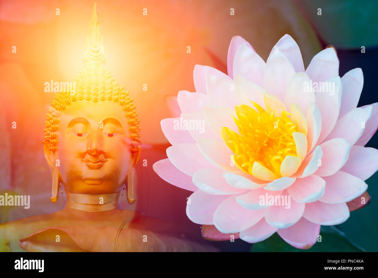 Lotus flower thailand hi-res stock photography and images - Alamy