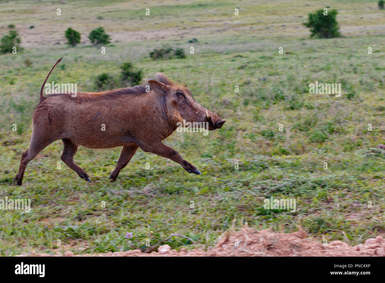 Warthogs Running