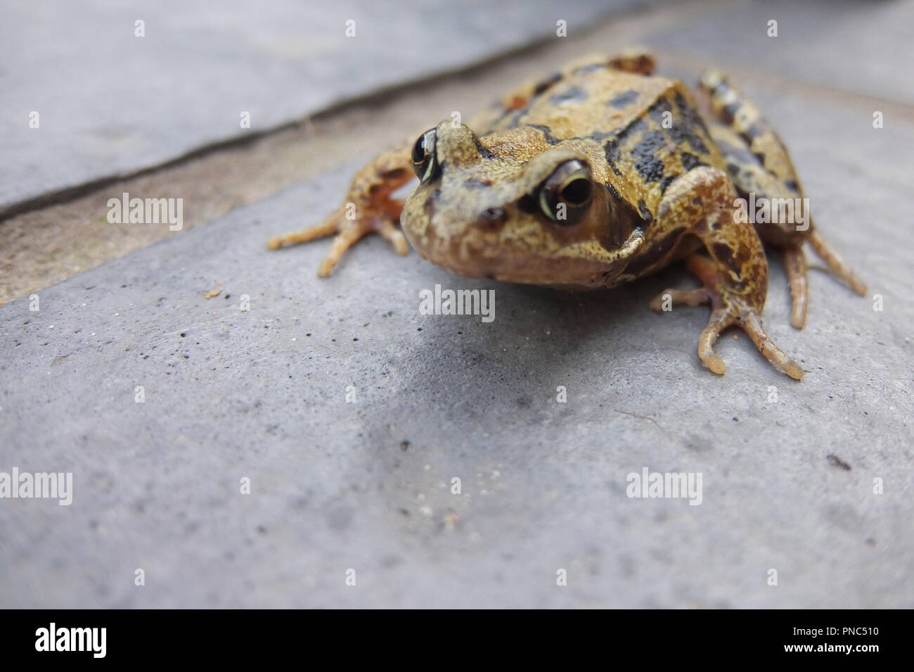 Pondlife European High Resolution Stock Photography and Images - Alamy