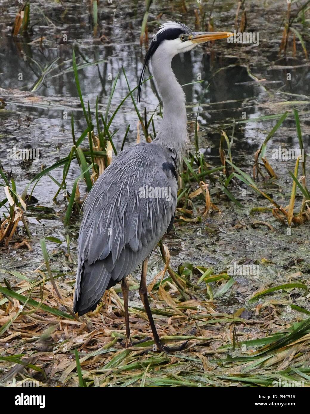 A Grey Heron standing tall Stock Photo - Alamy