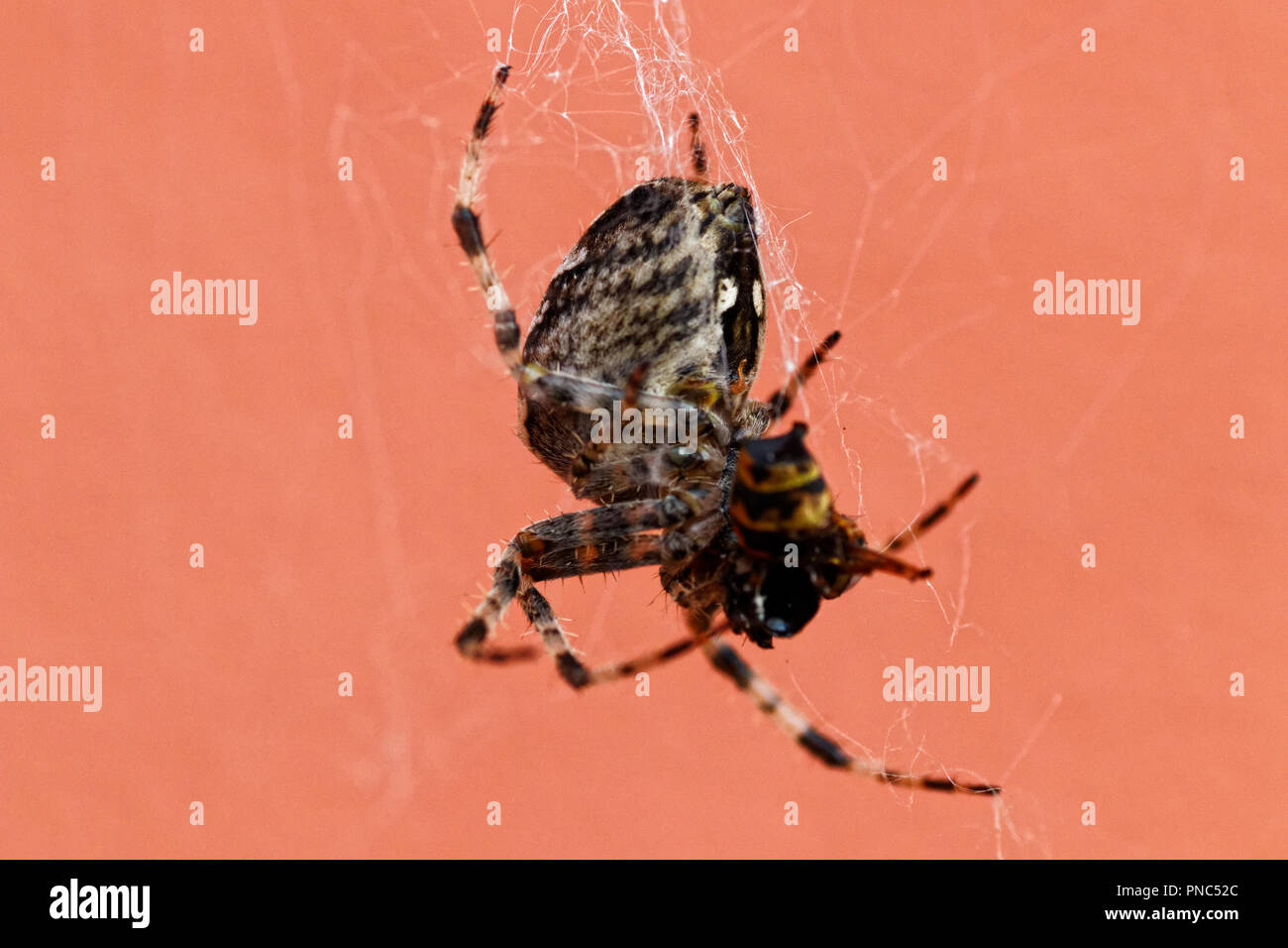 Barn Spider High Resolution Stock Photography and Images - Alamy