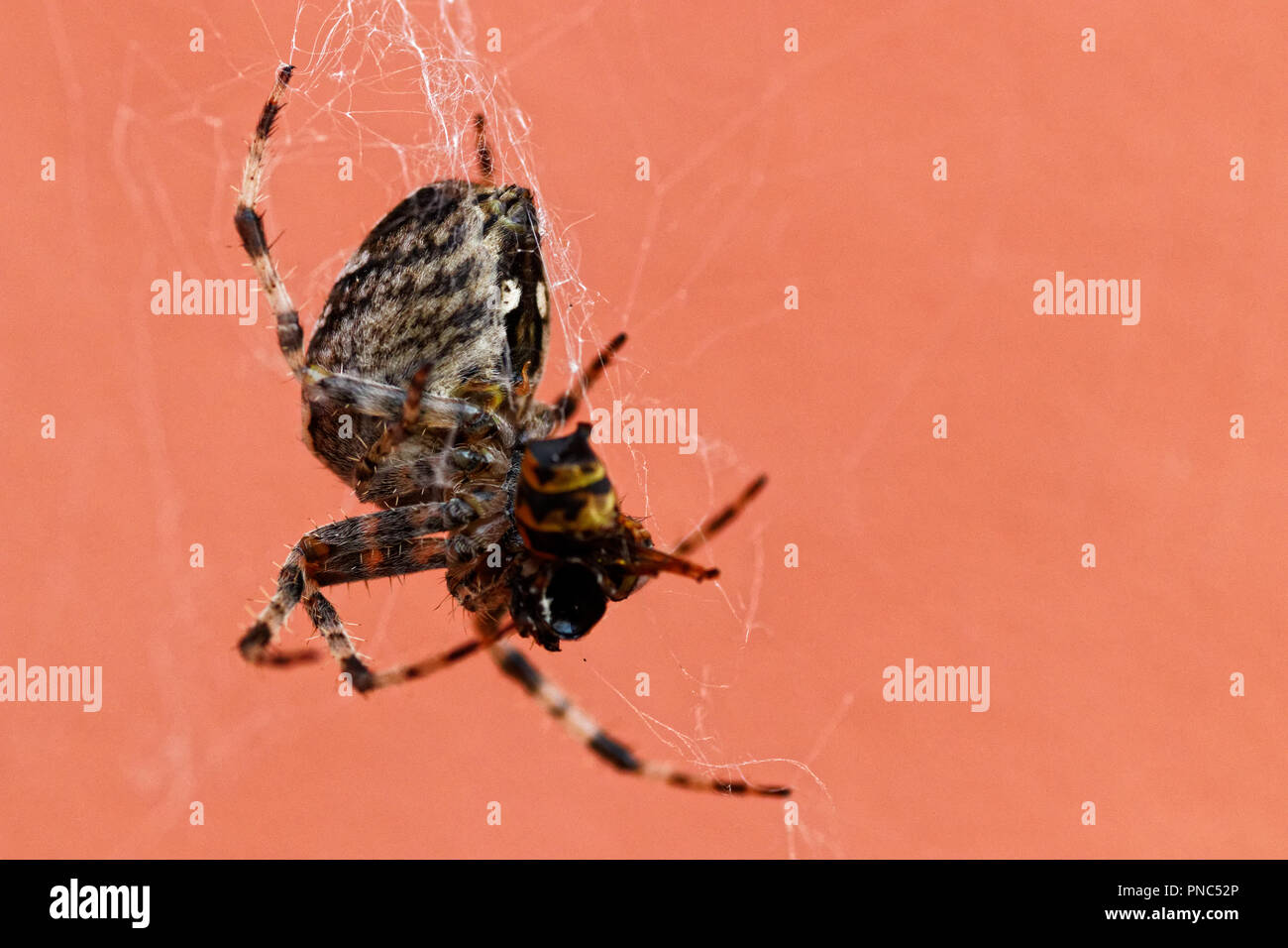 spider eats a wasp Stock Photo - Alamy