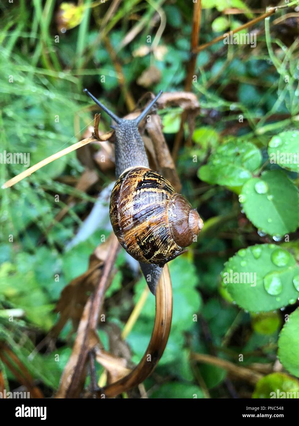 A Common Garden Snail (Helix Aspersa) after a rain shower Stock Photo ...