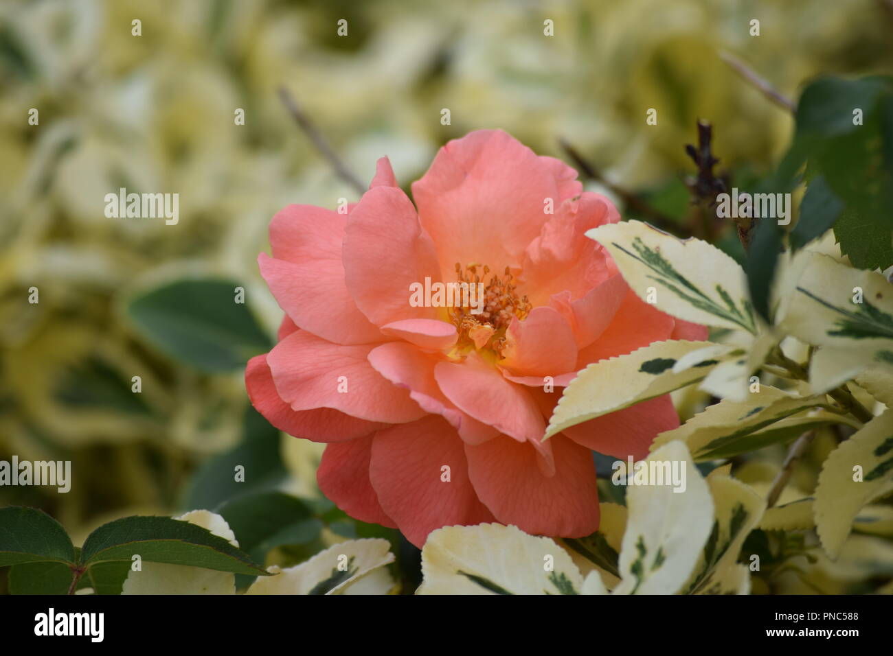Rose in Garden in Ireland Stock Photo - Alamy