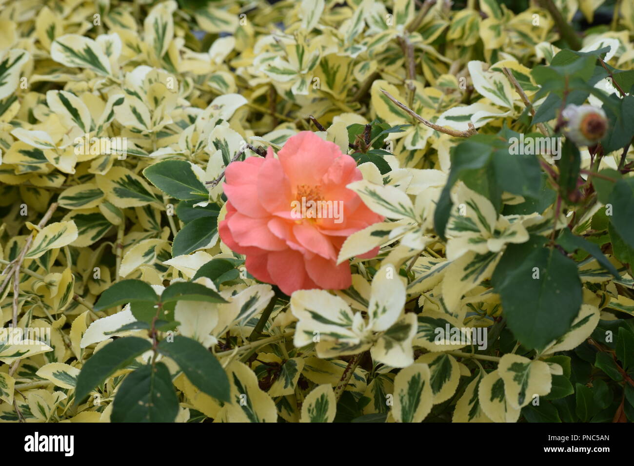 Greenery in ireland hi-res stock photography and images - Alamy