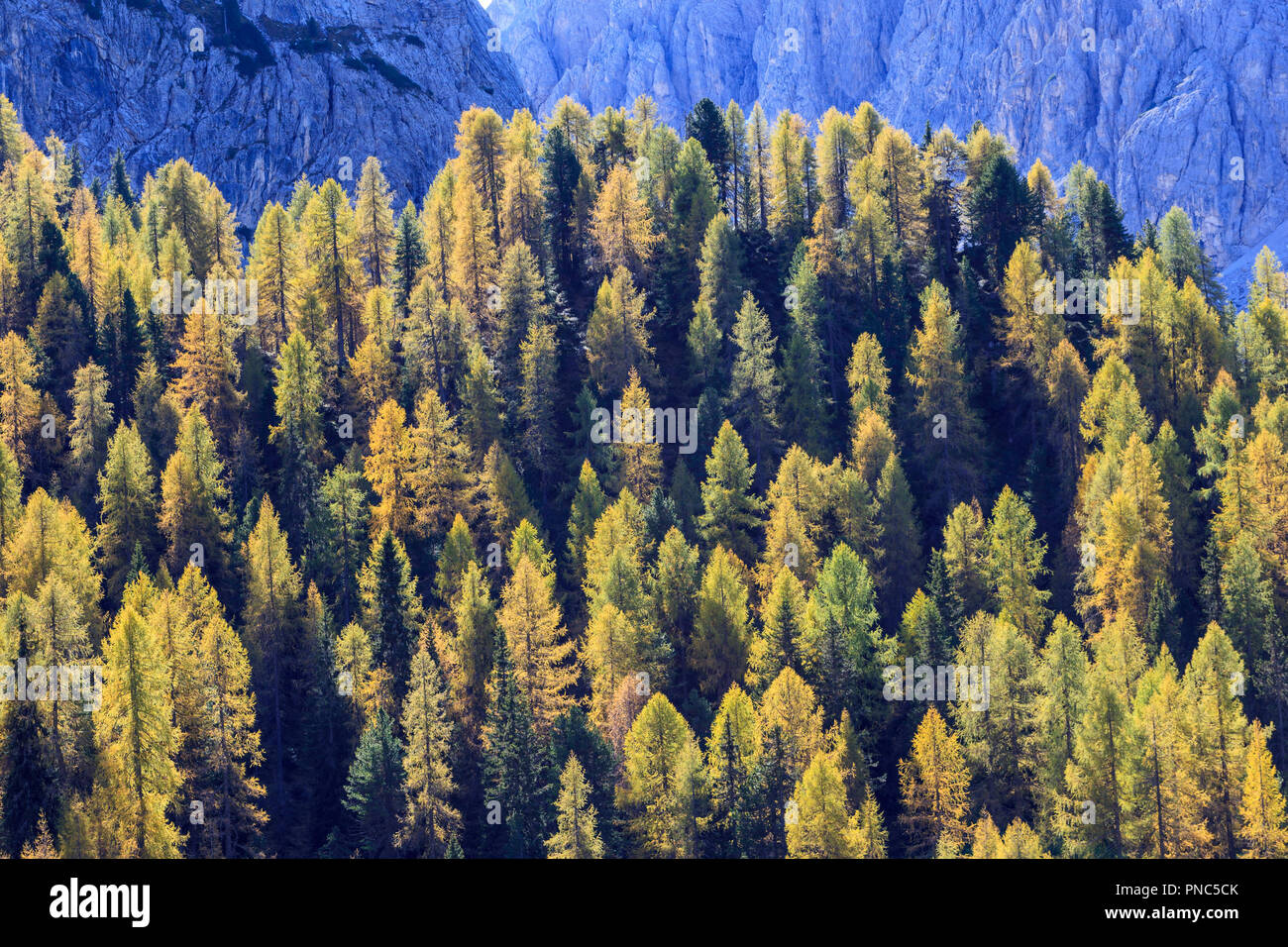 Autumn Larch tree forest in the Alps Stock Photo - Alamy