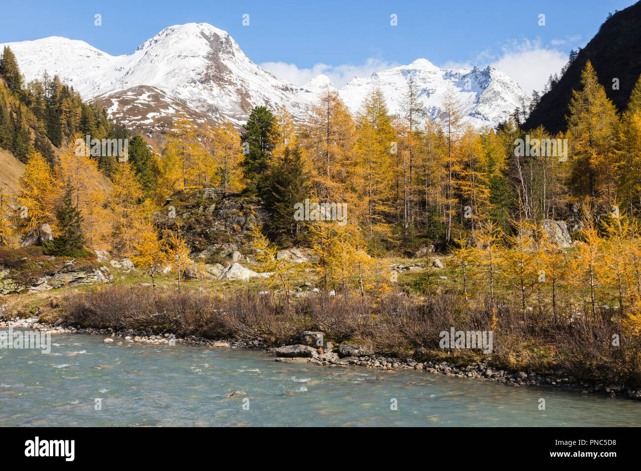 Forest at the edge of the river in the alp valley Stock Photo - Alamy