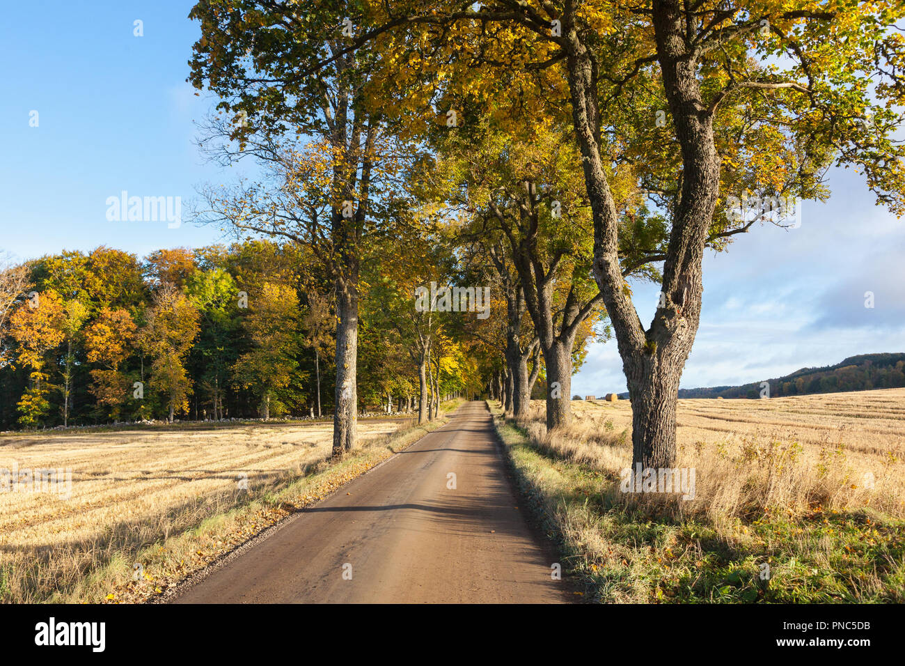 Country road with trees in countryside landscape Stock Photo - Alamy