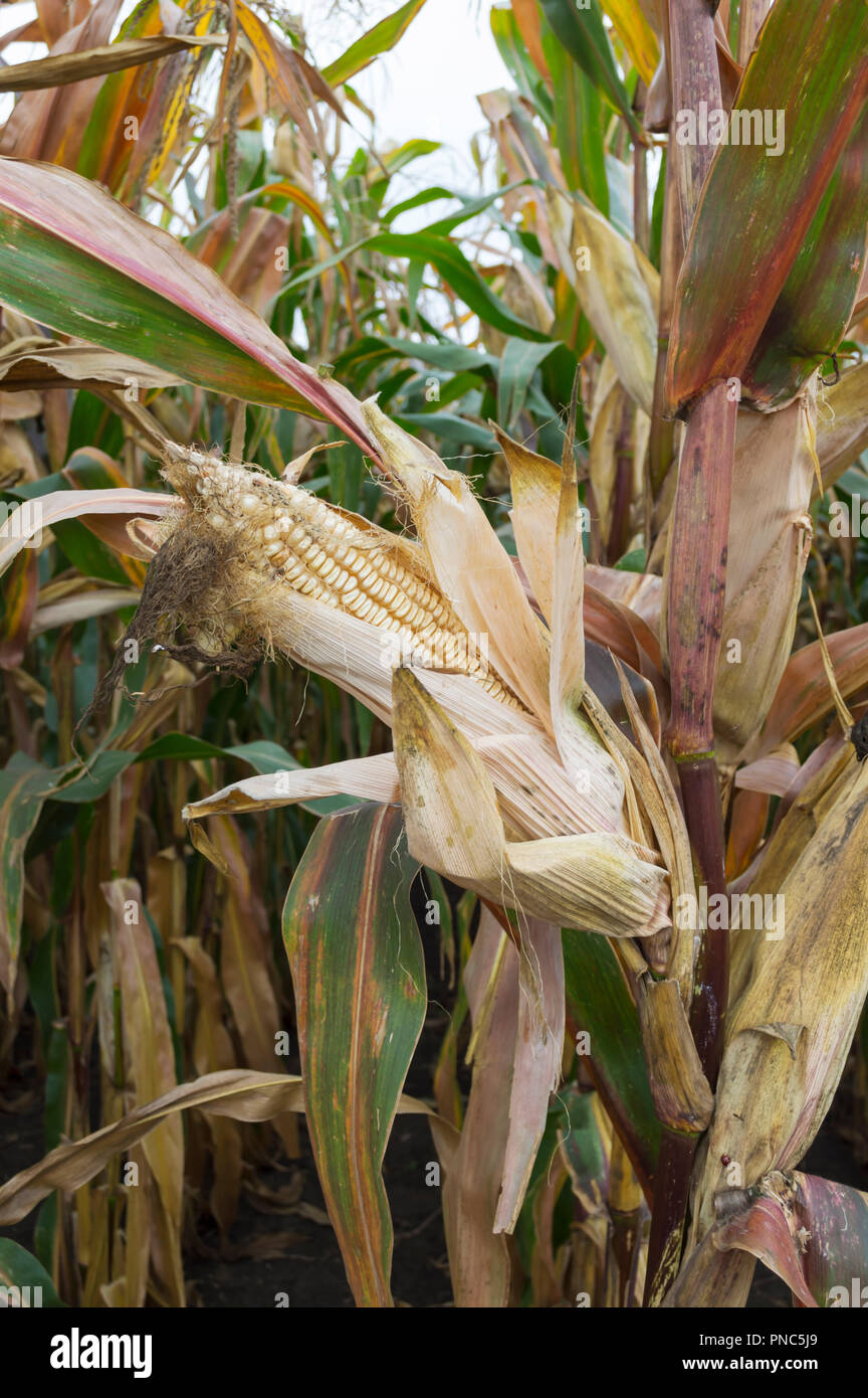Ripe maize ear in cultivated agricultural corn field ready for harvest ...