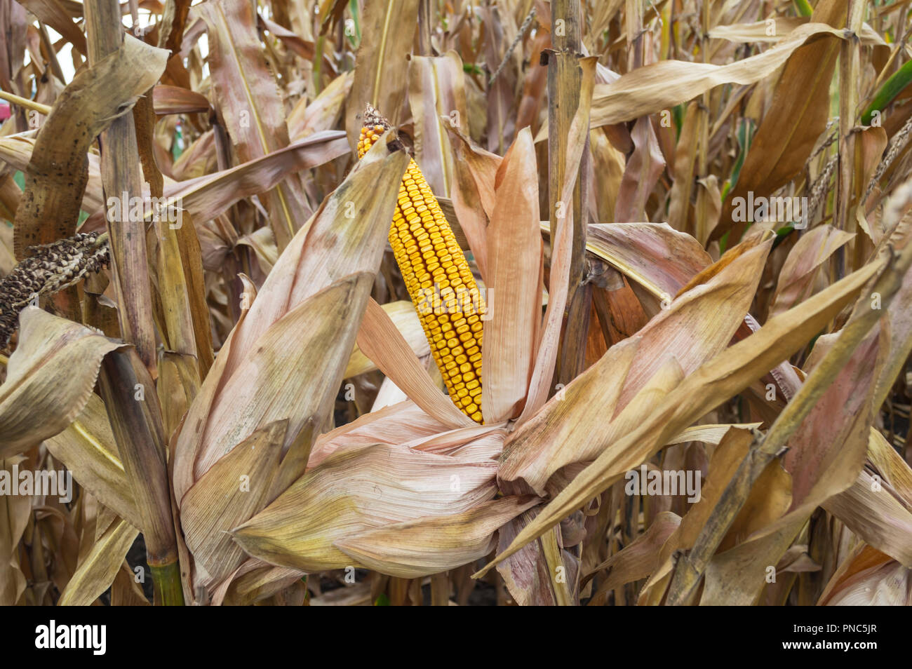 Ripe maize ear in cultivated agricultural corn field ready for harvest ...