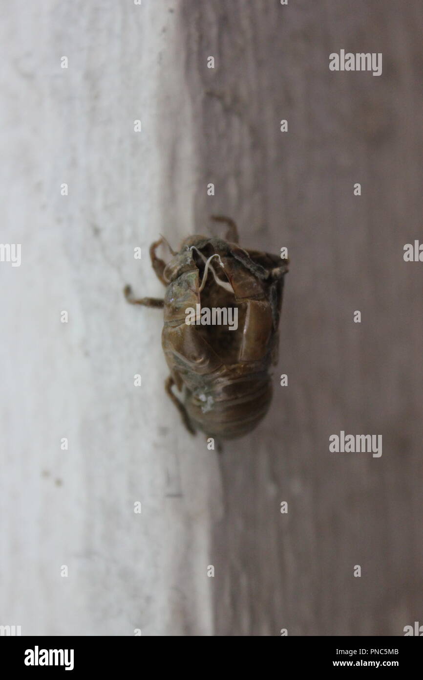 Empty cicada shell , exoskeleton, hanging on a wall Stock Photo - Alamy