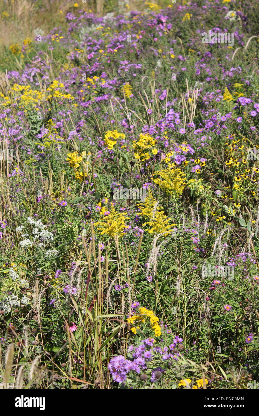 Beautiful and huge wildflower field on a late summer and early fall day ...