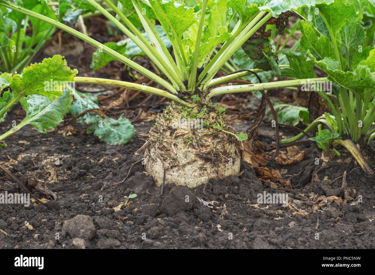 Root crop hi-res stock photography and images - Alamy