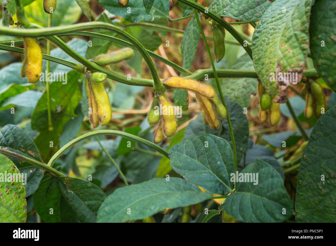 Organic farming soya plantation. Young green soya bean crops growing on ...