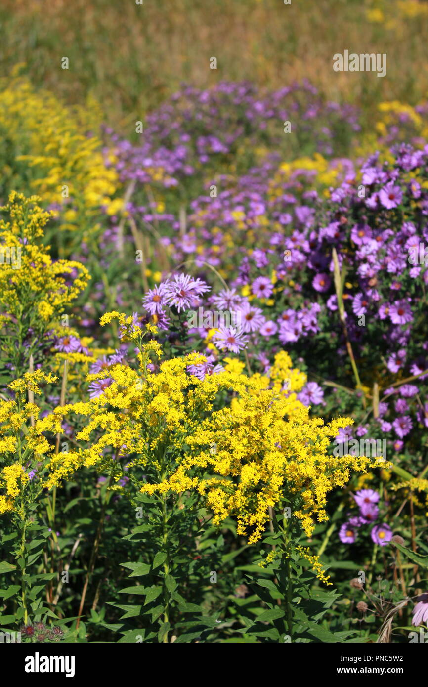 Beautiful and huge wildflower field on a late summer and early fall day ...