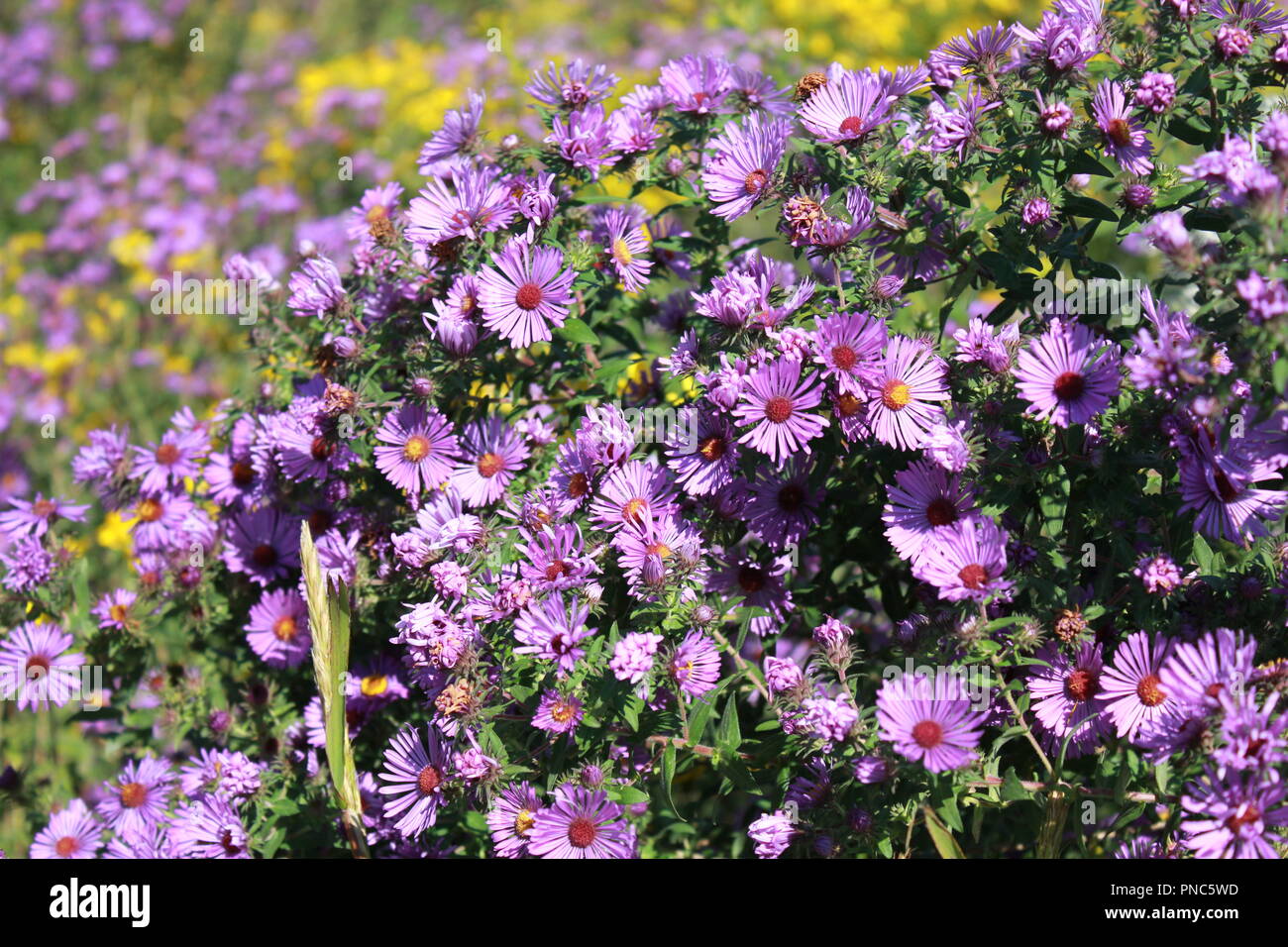 Beautiful and huge wildflower field on a late summer and early fall day ...