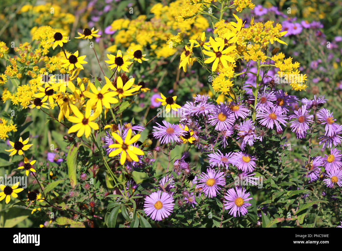 Beautiful and huge wildflower field on a late summer and early fall day ...