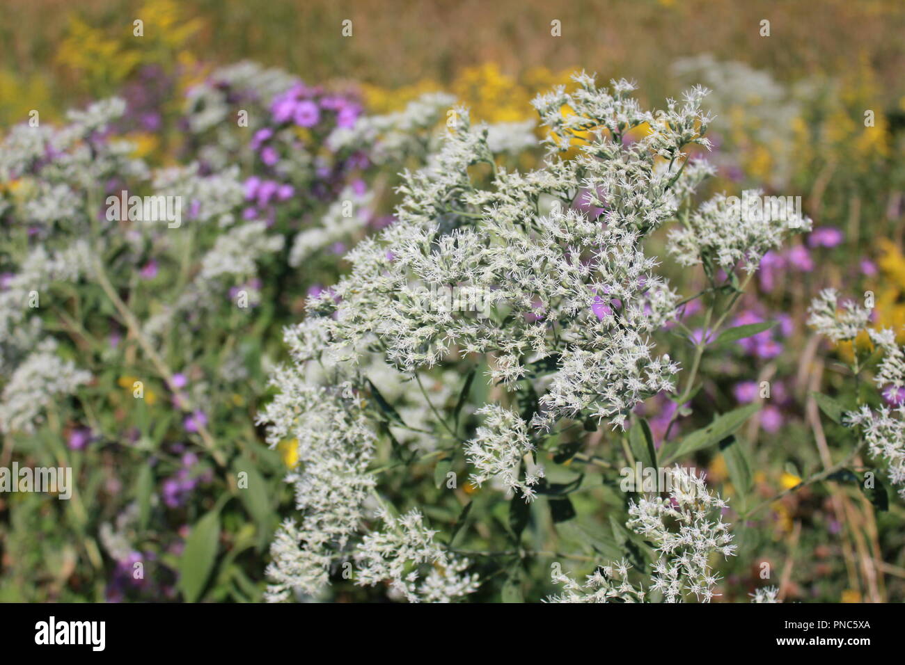 Beautiful and huge wildflower field on a late summer and early fall day ...