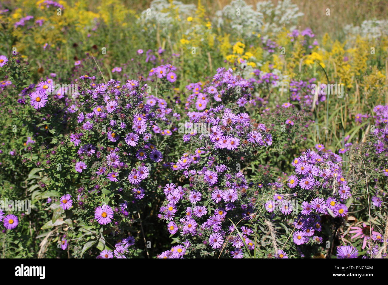 Beautiful and huge wildflower field on a late summer and early fall day ...