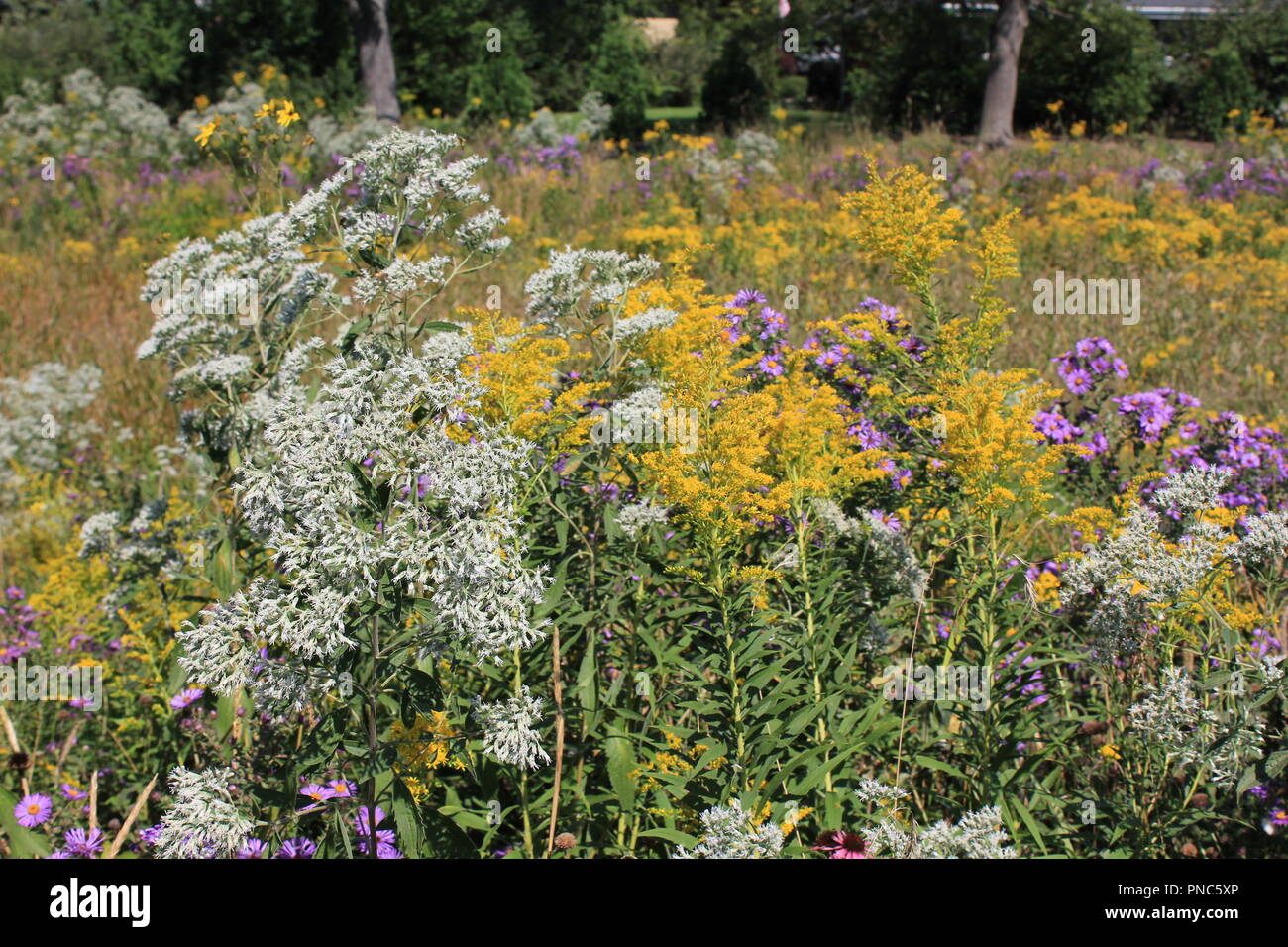 Beautiful and huge wildflower field on a late summer and early fall day ...