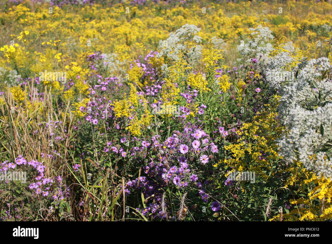 Beautiful and huge wildflower field on a late summer and early fall day ...