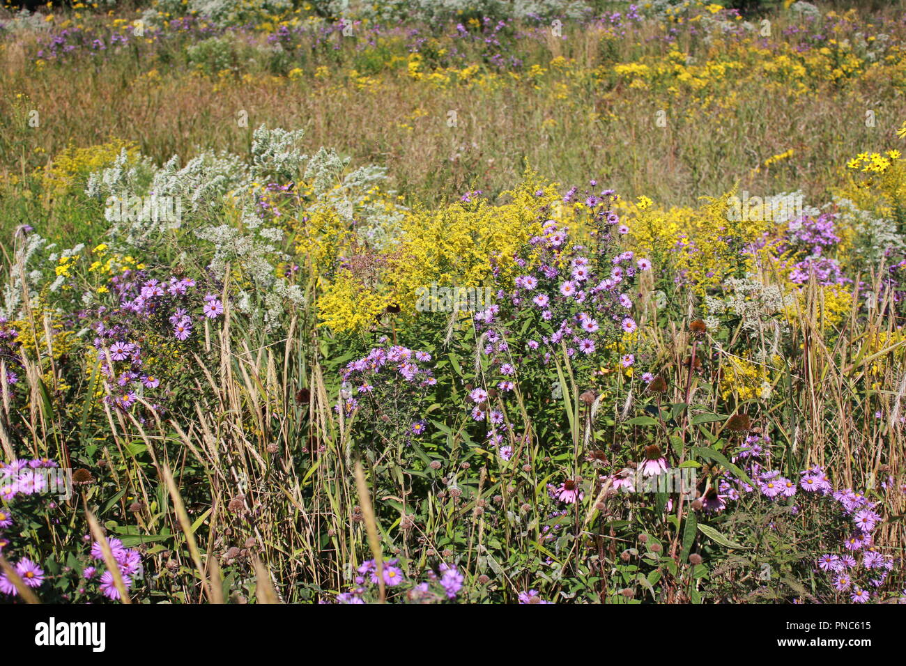 Beautiful and huge wildflower field on a late summer and early fall day ...