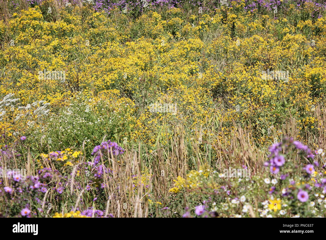 Beautiful and huge wildflower field on a late summer and early fall day ...
