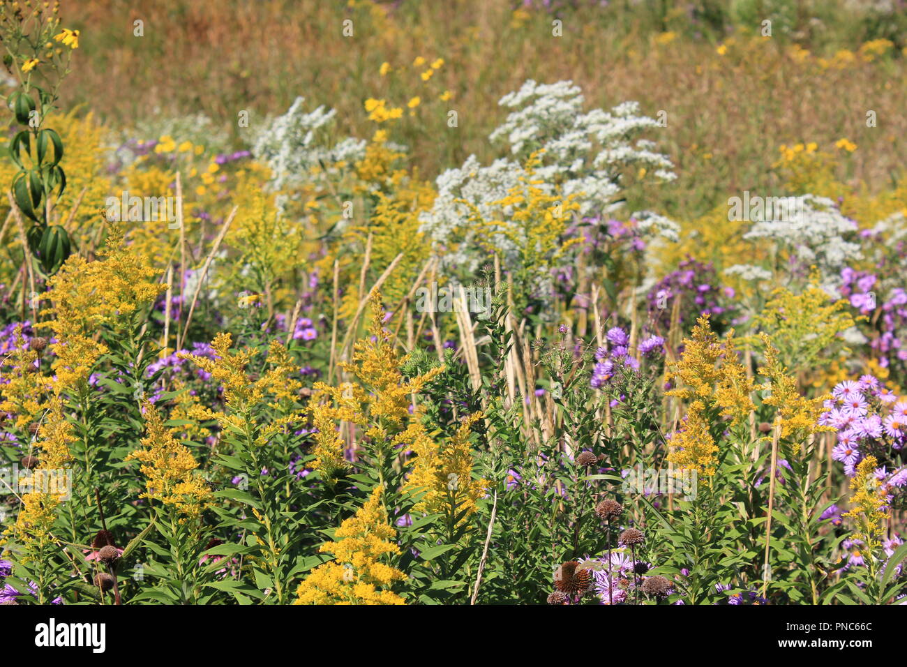 Beautiful and huge wildflower field on a late summer and early fall day Stock Photo - Alamy