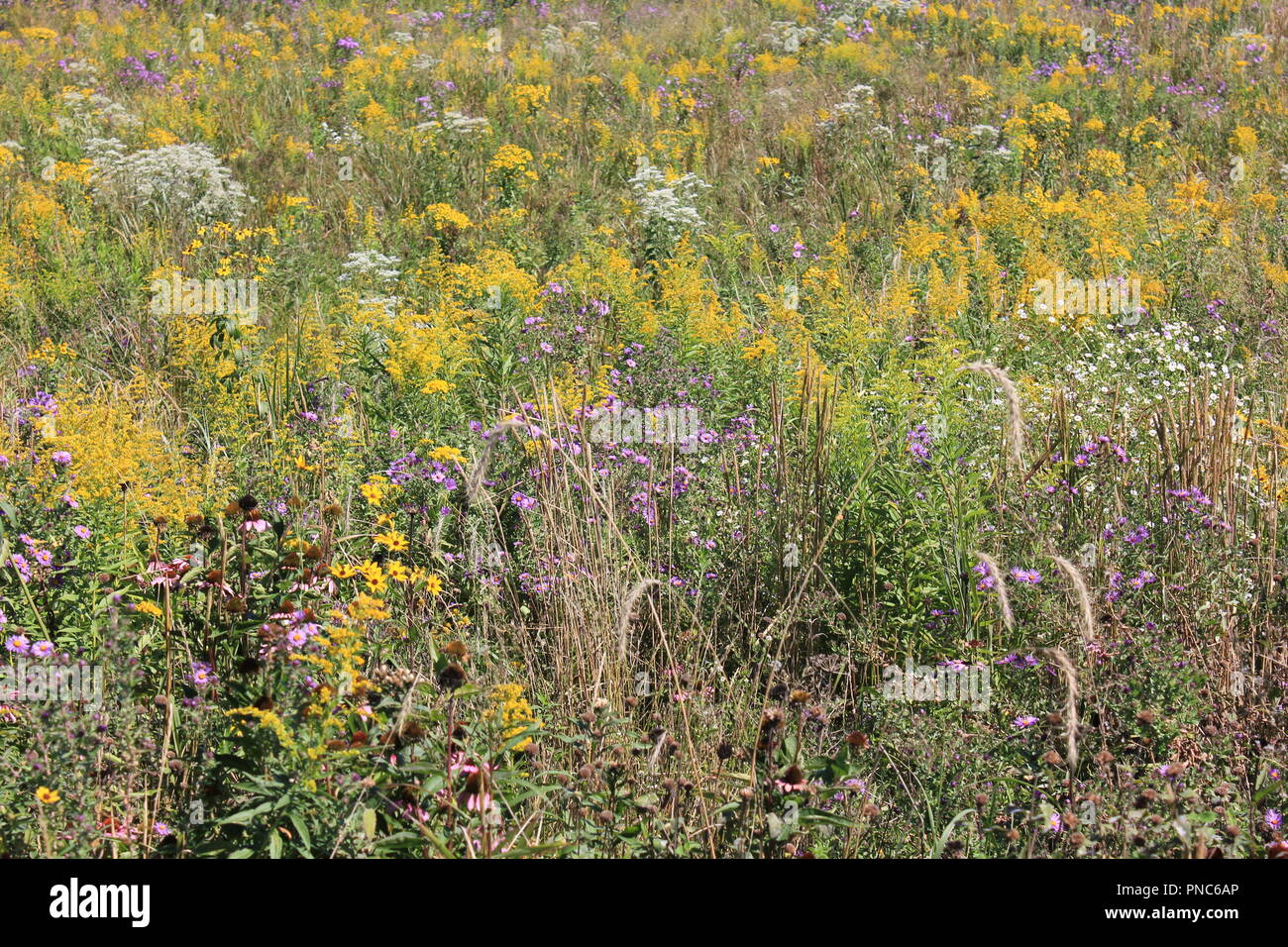Beautiful and huge wildflower field on a late summer and early fall day ...