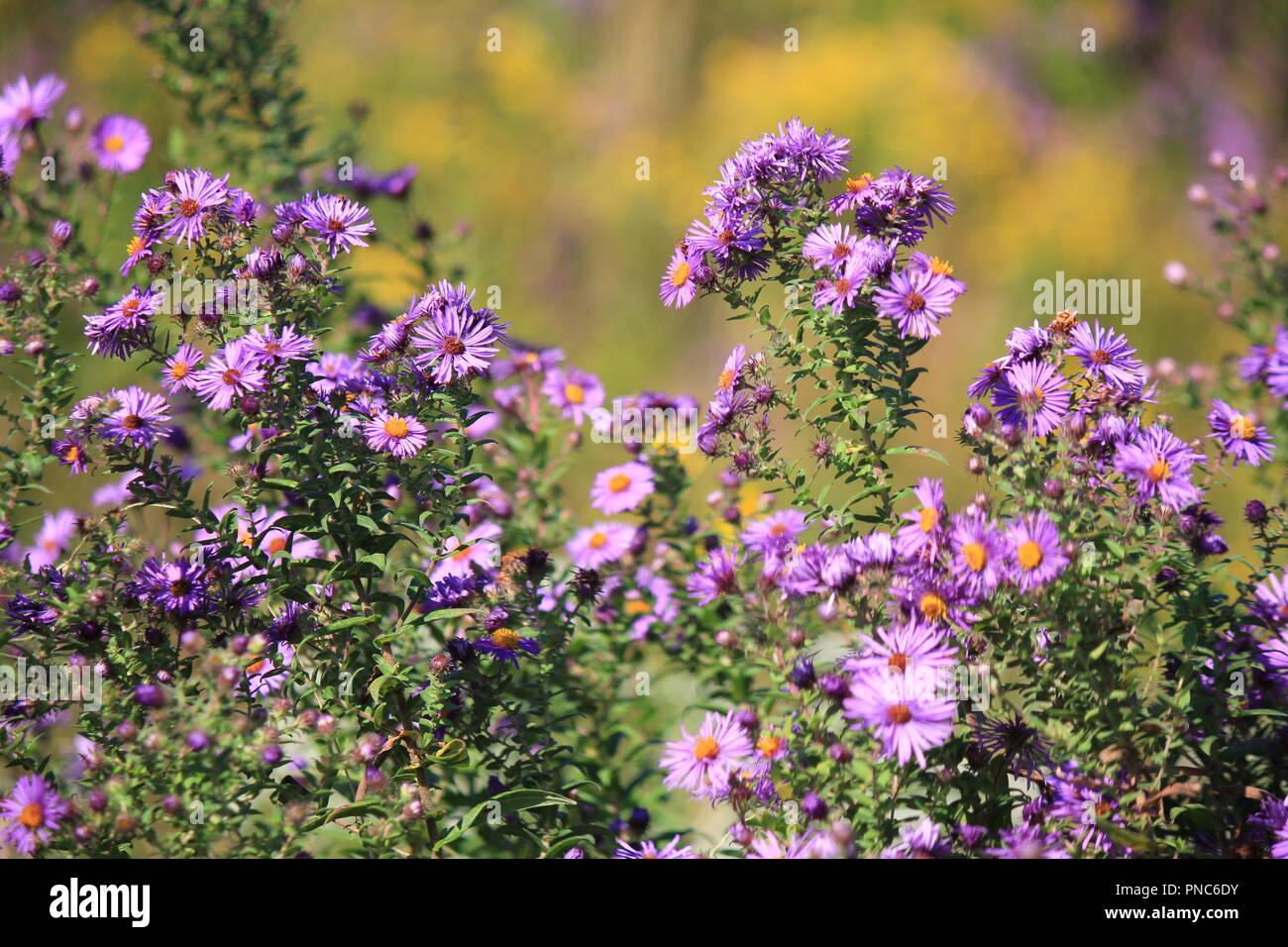Beautiful field of blossoming wildflowers in the late summer and early ...