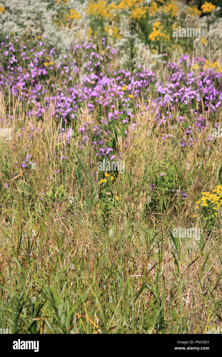 Beautiful field of blossoming wildflowers in the late summer and early ...